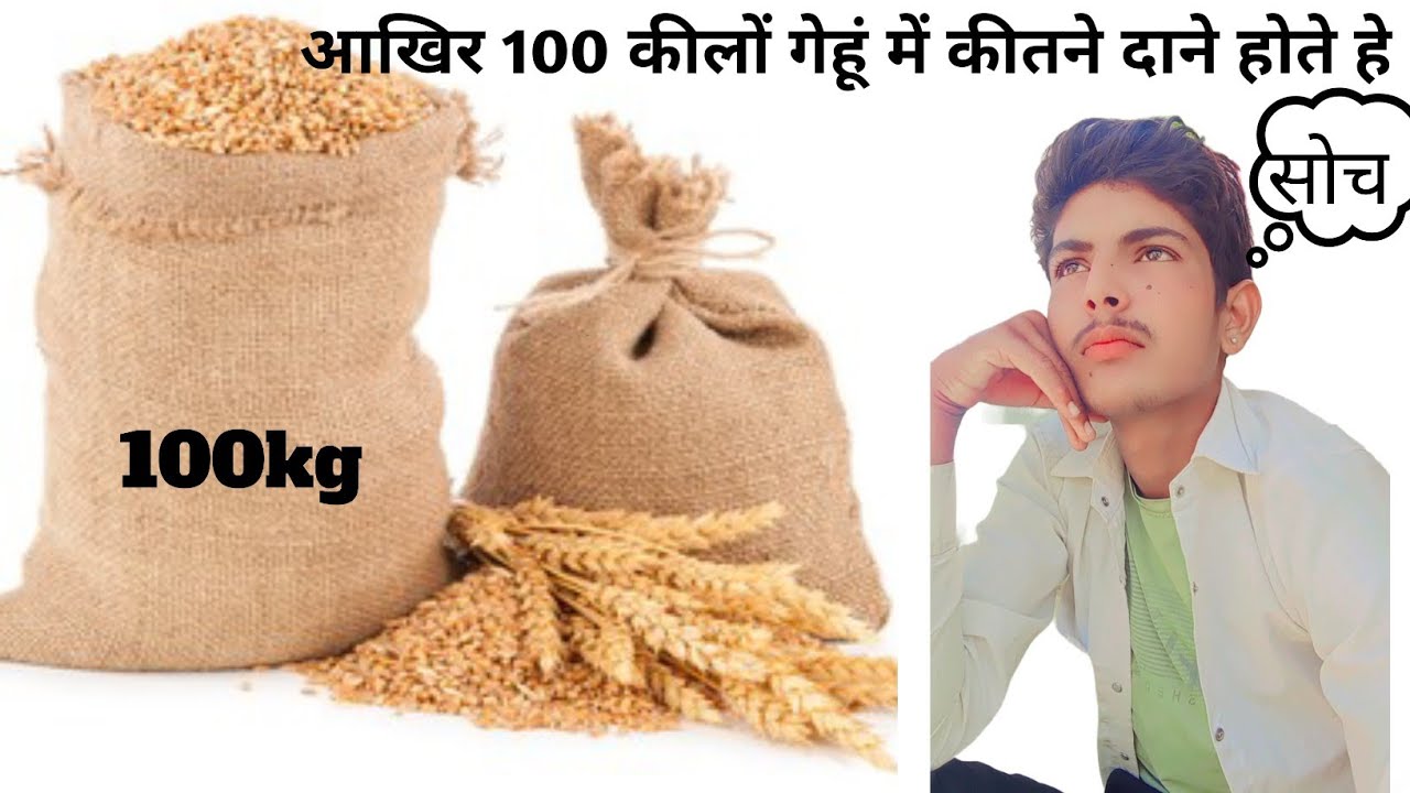 100 कीलो गेहूं में कीतने दाने होते हैं How many berries in 100 kg wheat ...