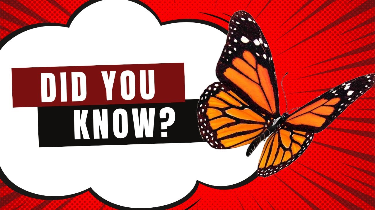 The Incredible Journey of the Monarch Butterfly | Amazing Facts for ...