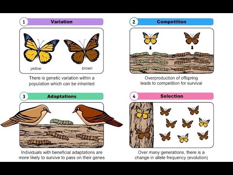 QCE Biology Unit 4 - Natural Selection and Selection pressures - YouTube