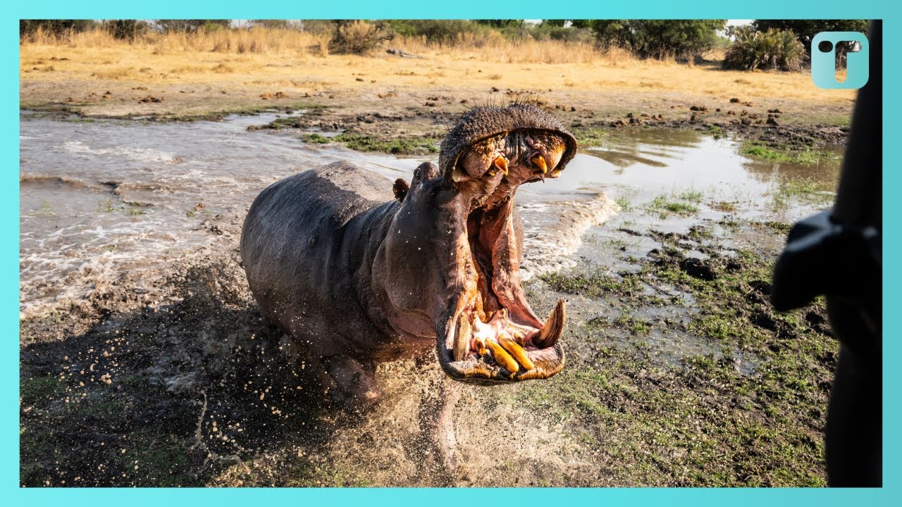 Angry Hippo Attacks Wildlife Photographers On Safari - YouTube