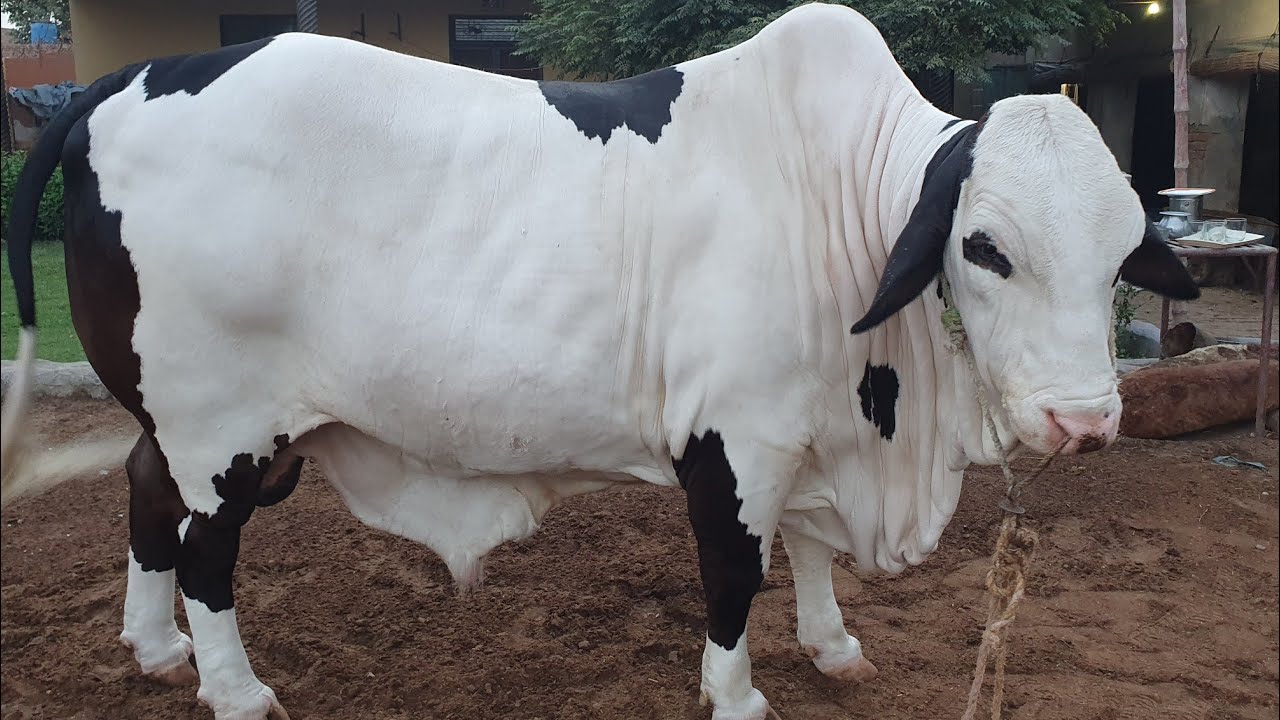 White panda ( sheikh cattle farm) Asia biggest bull(complete video ...
