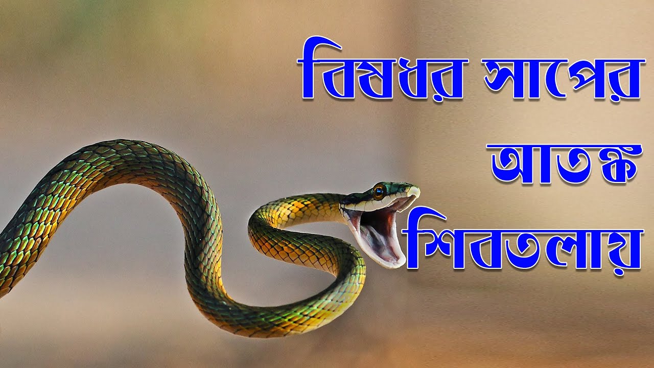 Snake Panic | শিবতলায় সাপের আতঙ্ক। - YouTube