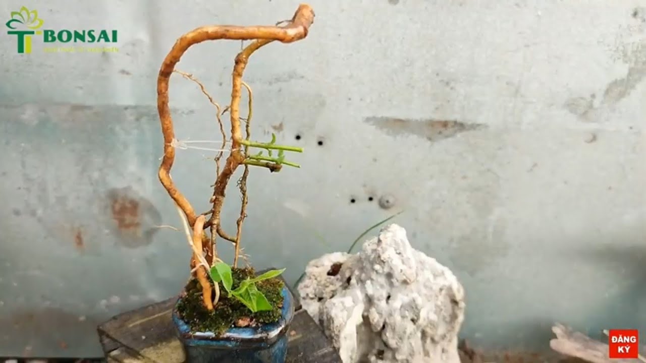 phát hiện cây bonsai có bộ rễ siêu đẹp | TT Bonsai - YouTube