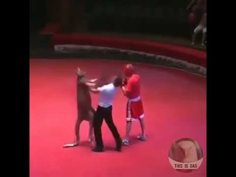 kangaroo vs man boxing - YouTube