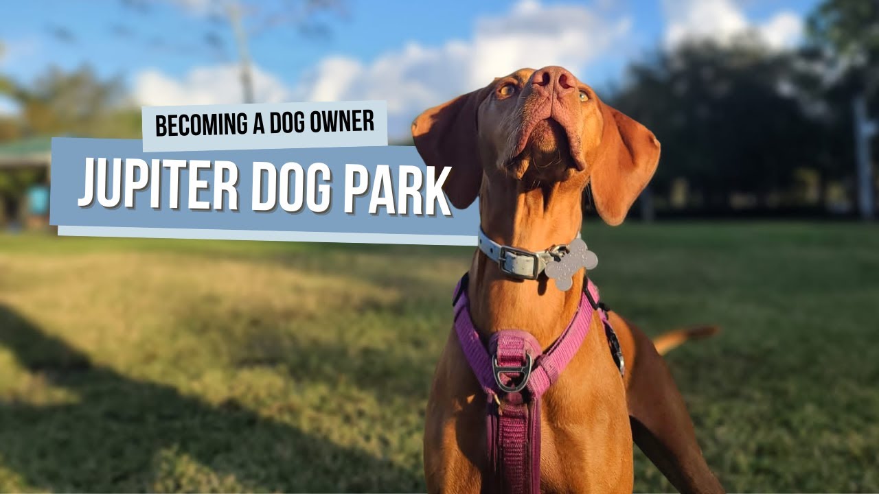 Willa's Dog Park Adventure: Cinquez Dog Park in Jupiter, Florida! 🐾🌳 ...