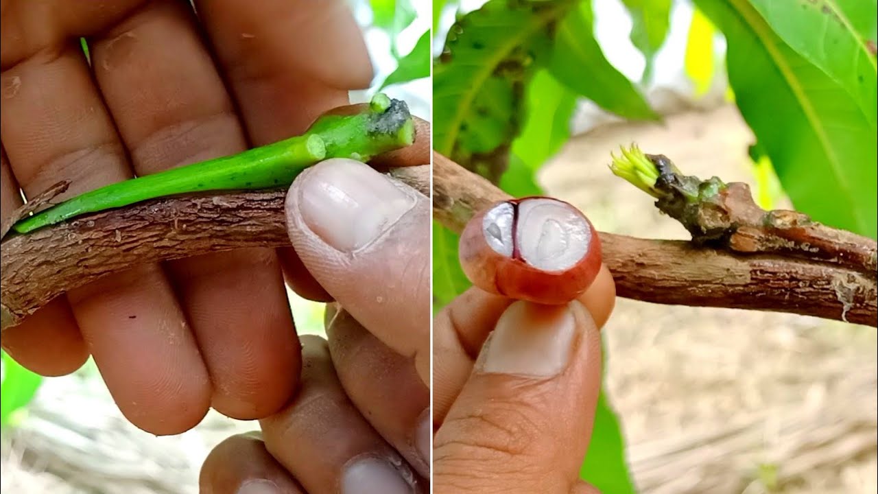 Cara Sambung Sisip Mangga Di Ranting Pohon Mangga Menggunakan Bawang ...