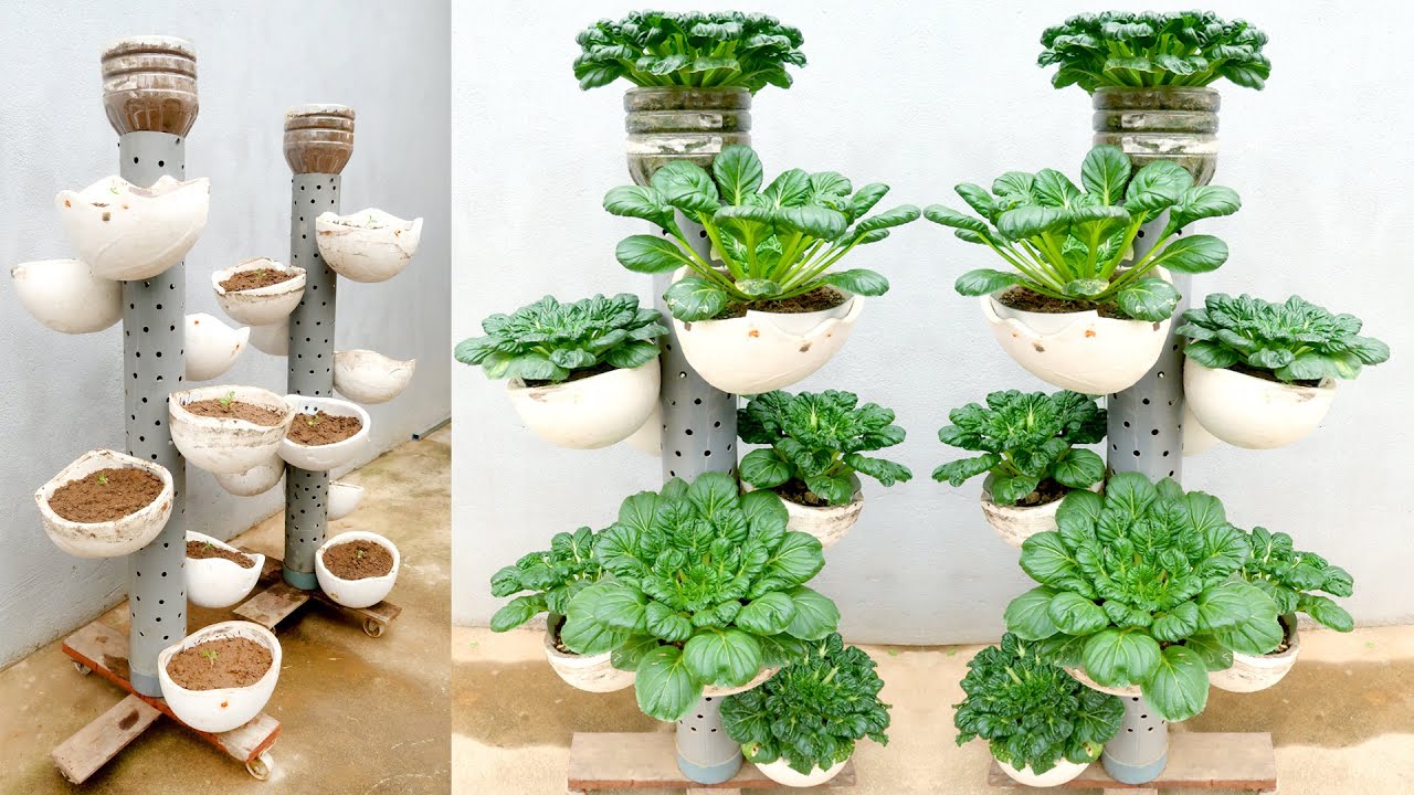 A vegetable is both beautiful and delicious, very easy to grow, rose ...