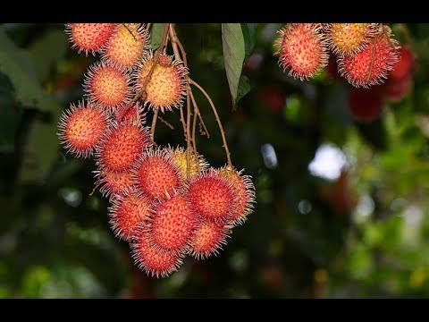 How to Plant Rambutan In Pots For Fruit Crops In Home Garden - YouTube