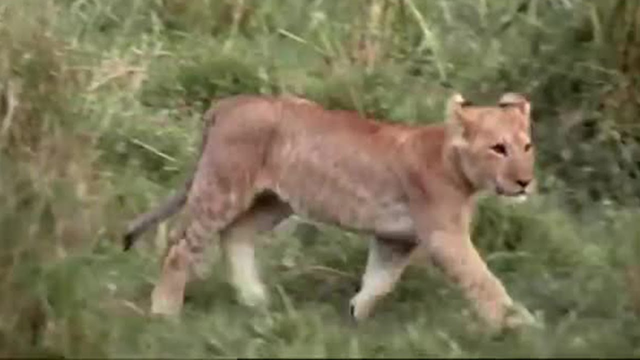 Practice Makes Perfect | Wildlife Specials: Lions | Spy in the Den ...