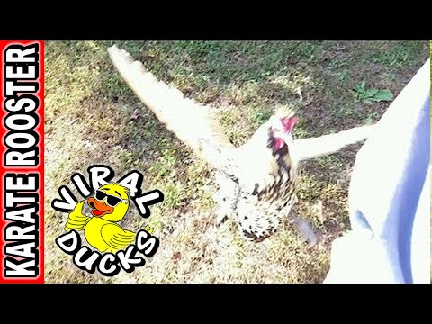 Chicken Attack! Karate Kick Rooster