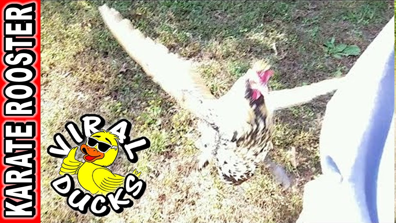 Chicken Attack! Karate Kick Rooster - YouTube
