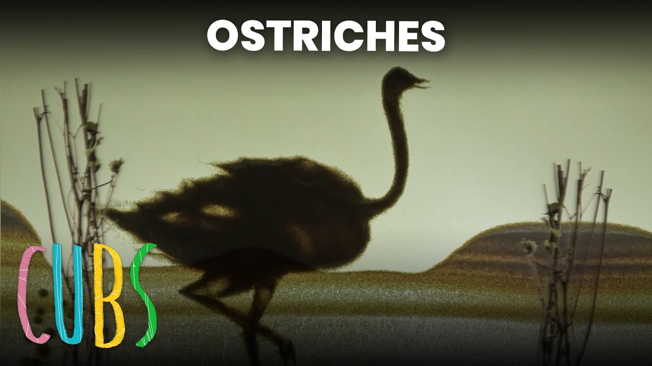 Ostriches | Cubs (S1E8) | FULL EPISODE | Da Vinci - YouTube