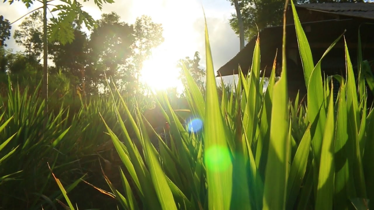 Beauty that is ignored - spirit of nature - slow motion cinematic ...