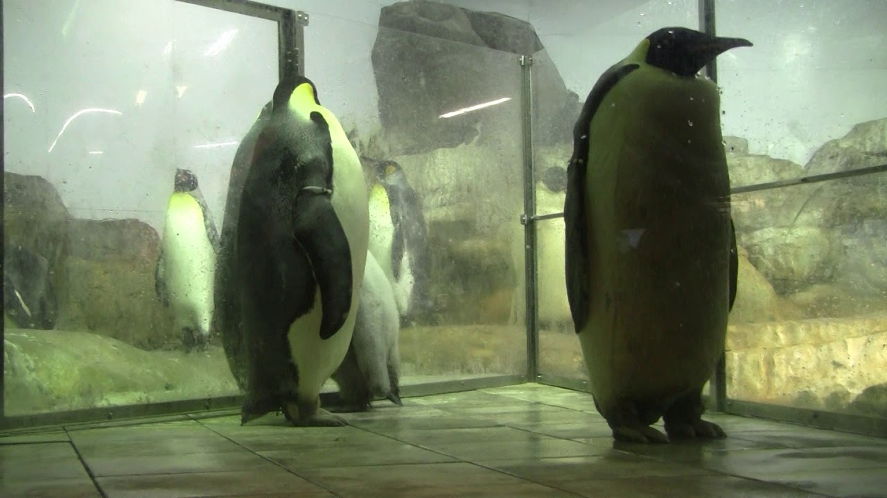 #2-6 Dec 2017 Emperor penguin at Adventure world, Japan - YouTube