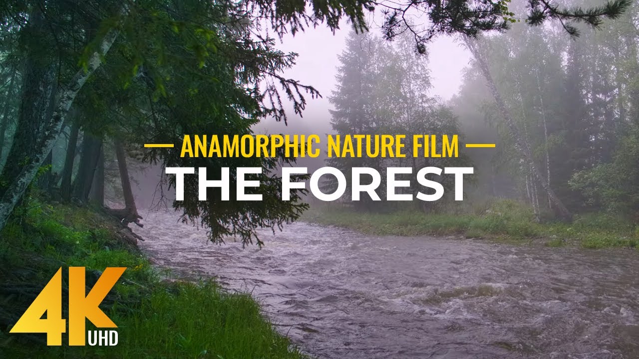 Mesmerizing Beauty of the Forest - Anamorphic Nature Film in 4K UHD ...