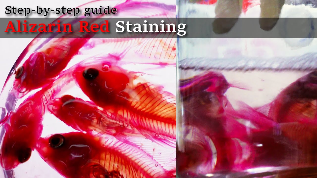 03R Scale solution: Alizarin Red Staining, Step-by-step guide; 2023 1130 03 RedC - YouTube