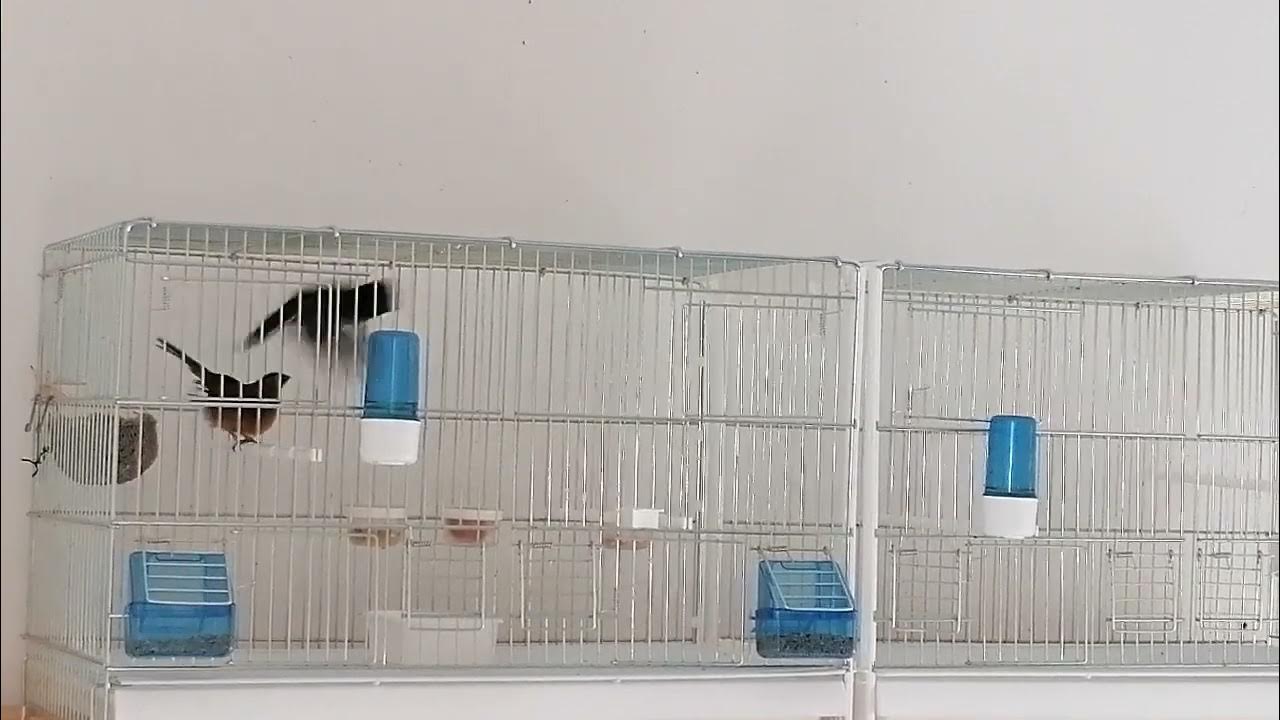 Un accouplement de picolet parfait ! - YouTube