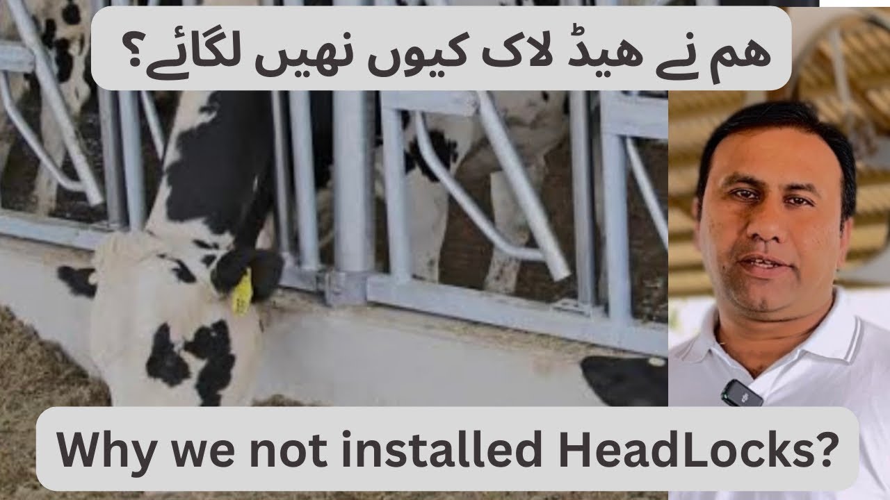 Dairy Farming| Why we not installed headlocks? - YouTube