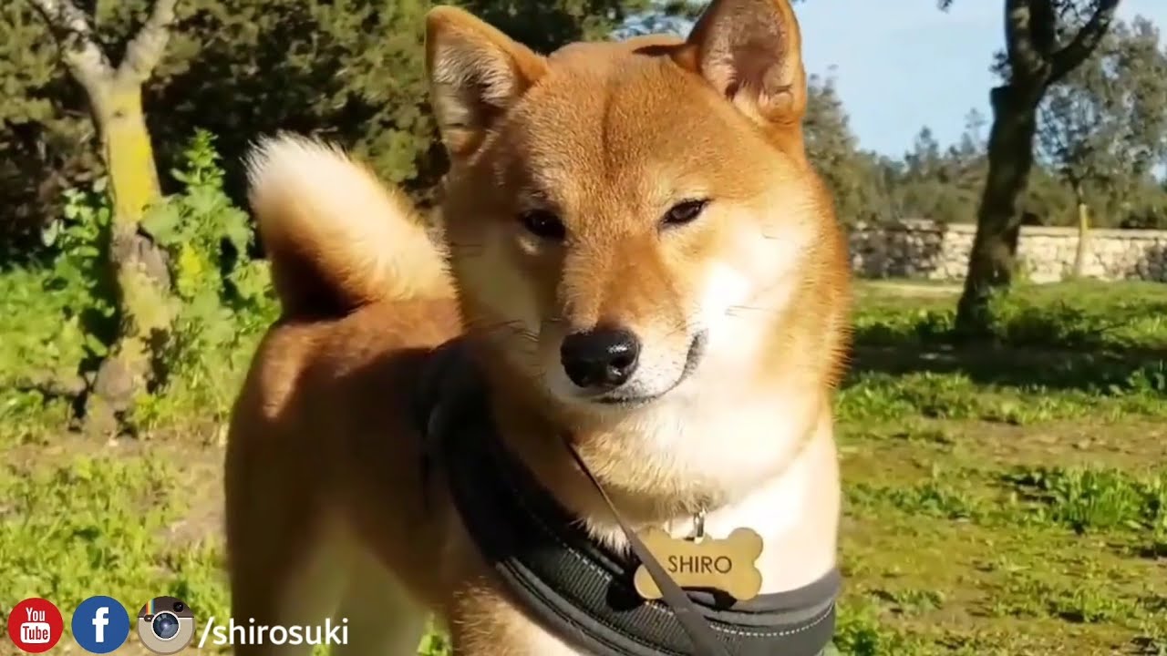 Bootiful Shiba Inu / Shiro Close-up - YouTube