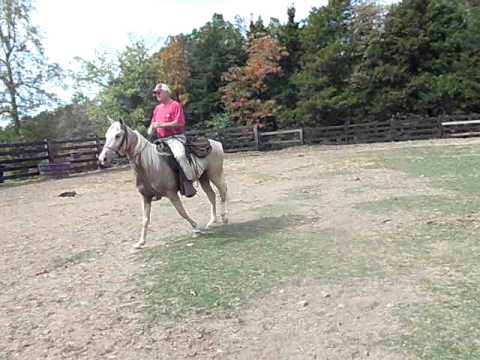 TWH for Sale Dusty Loping/Running Walk/Dog Walk - YouTube