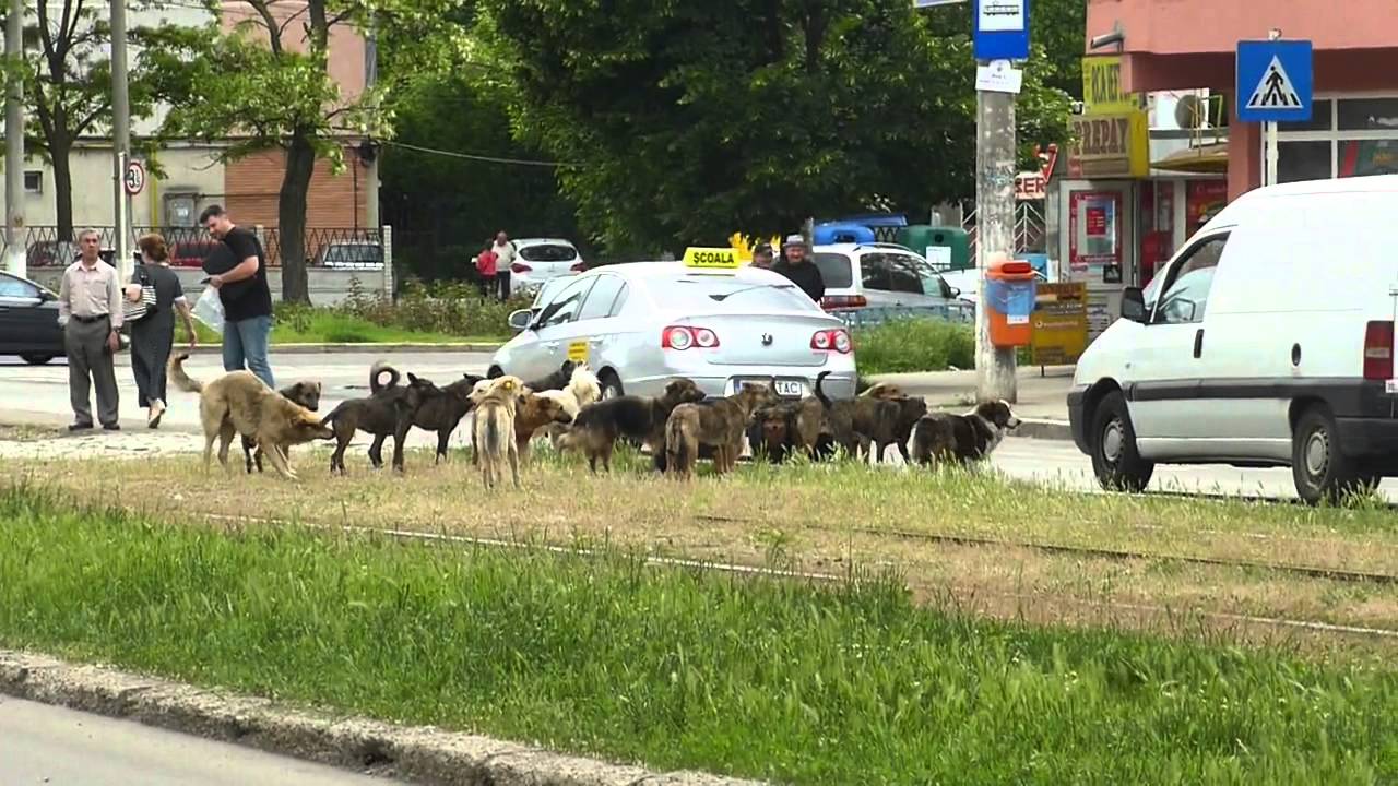 Transhumanta caineasca | Galati, 15 mai 2015 - YouTube