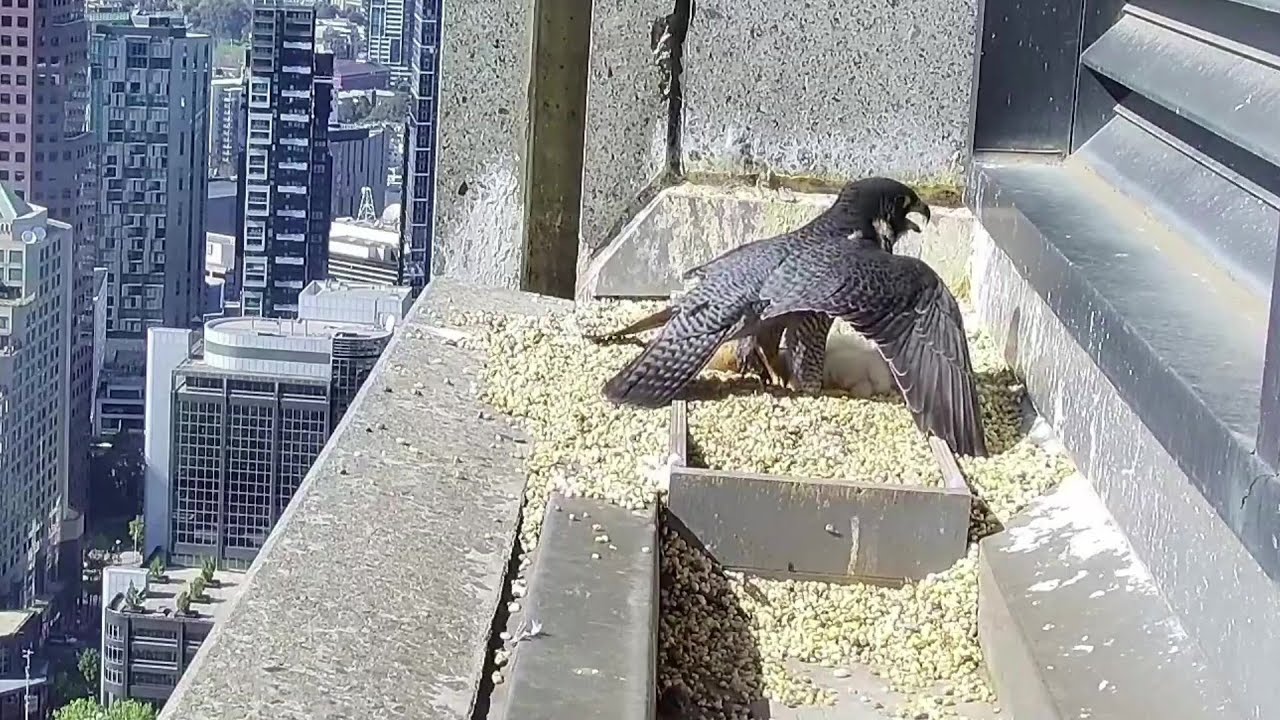 367 Collins Falcons~Perfect Mombrella & feeding the little bobble heads ...