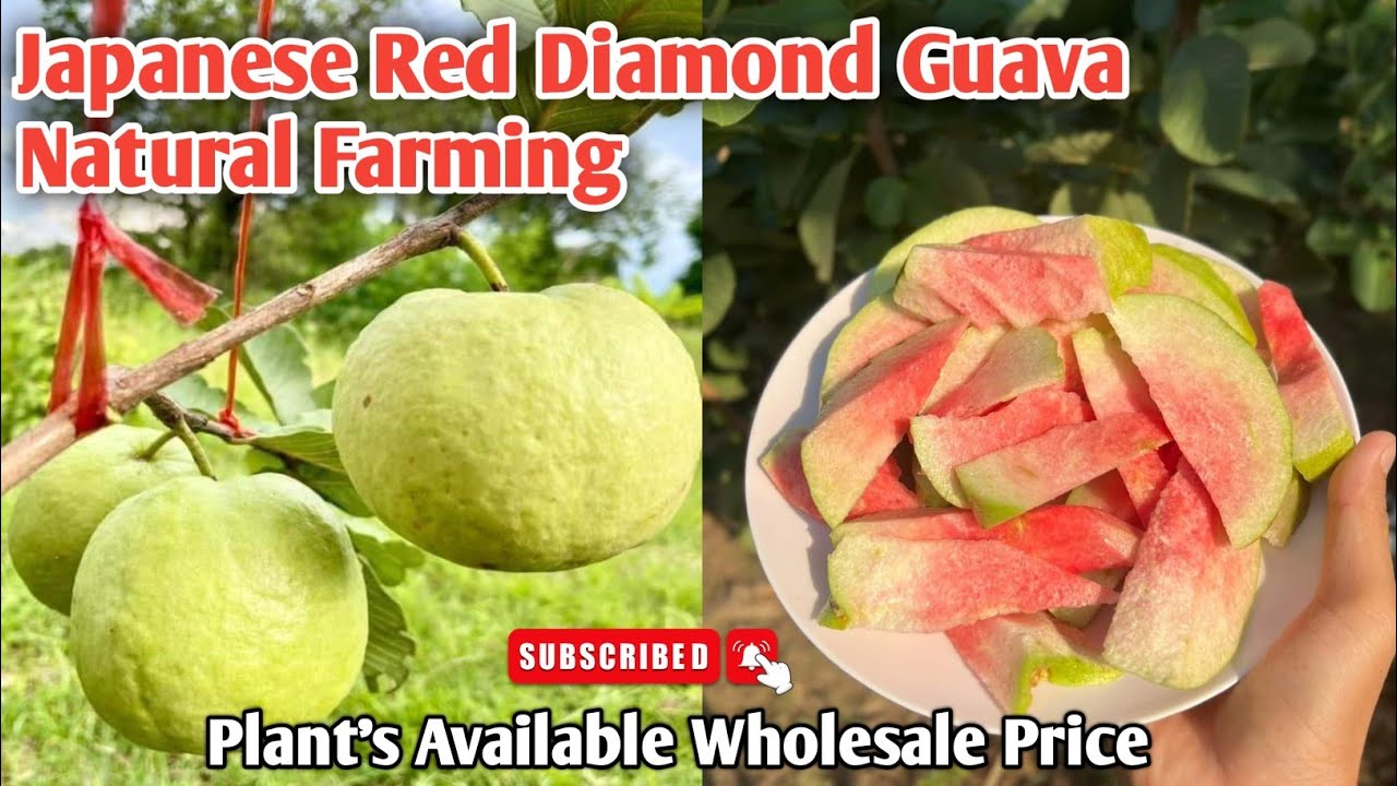 Japanese Red Diamond Guava Farming And Plant Available Wholesale ...