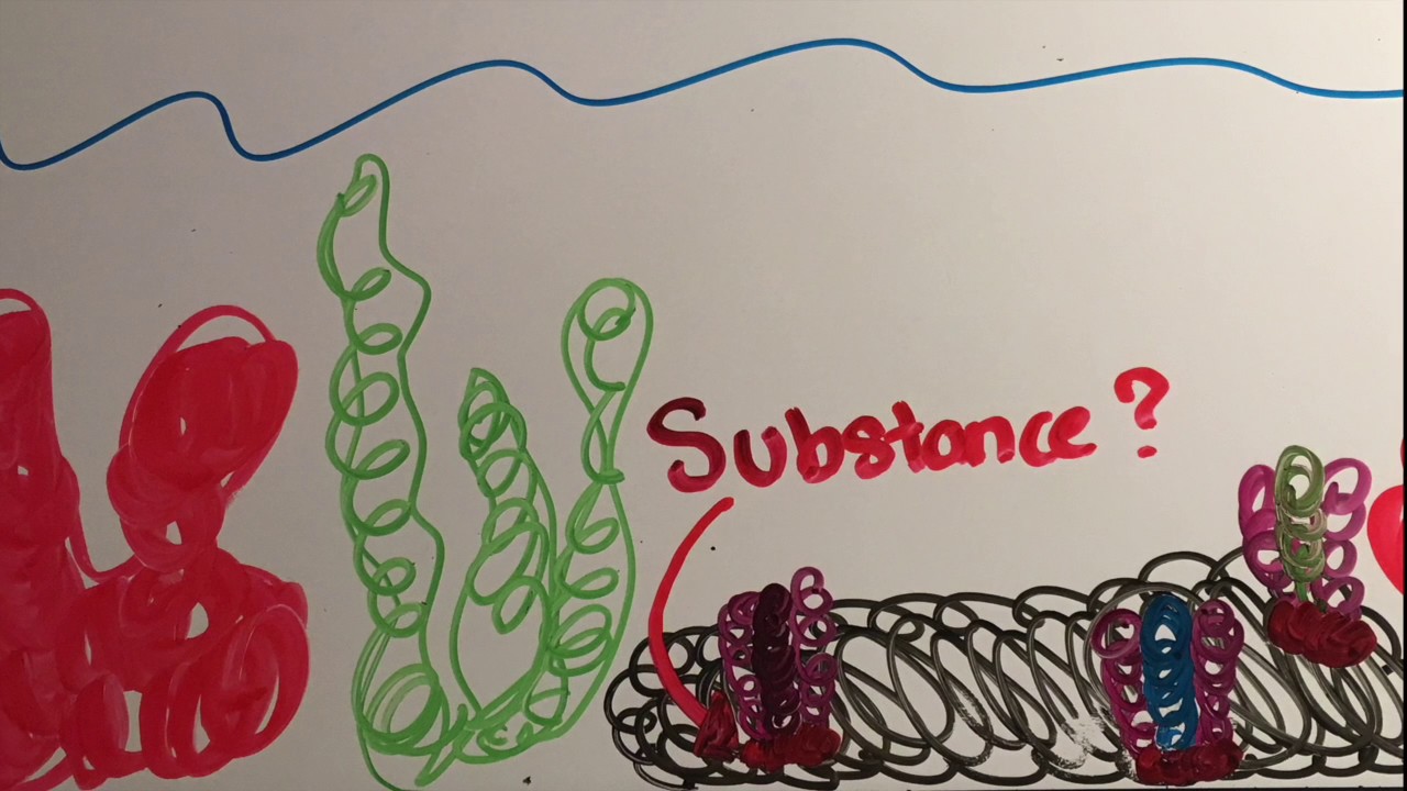 Giant Clam Life Cycle - YouTube