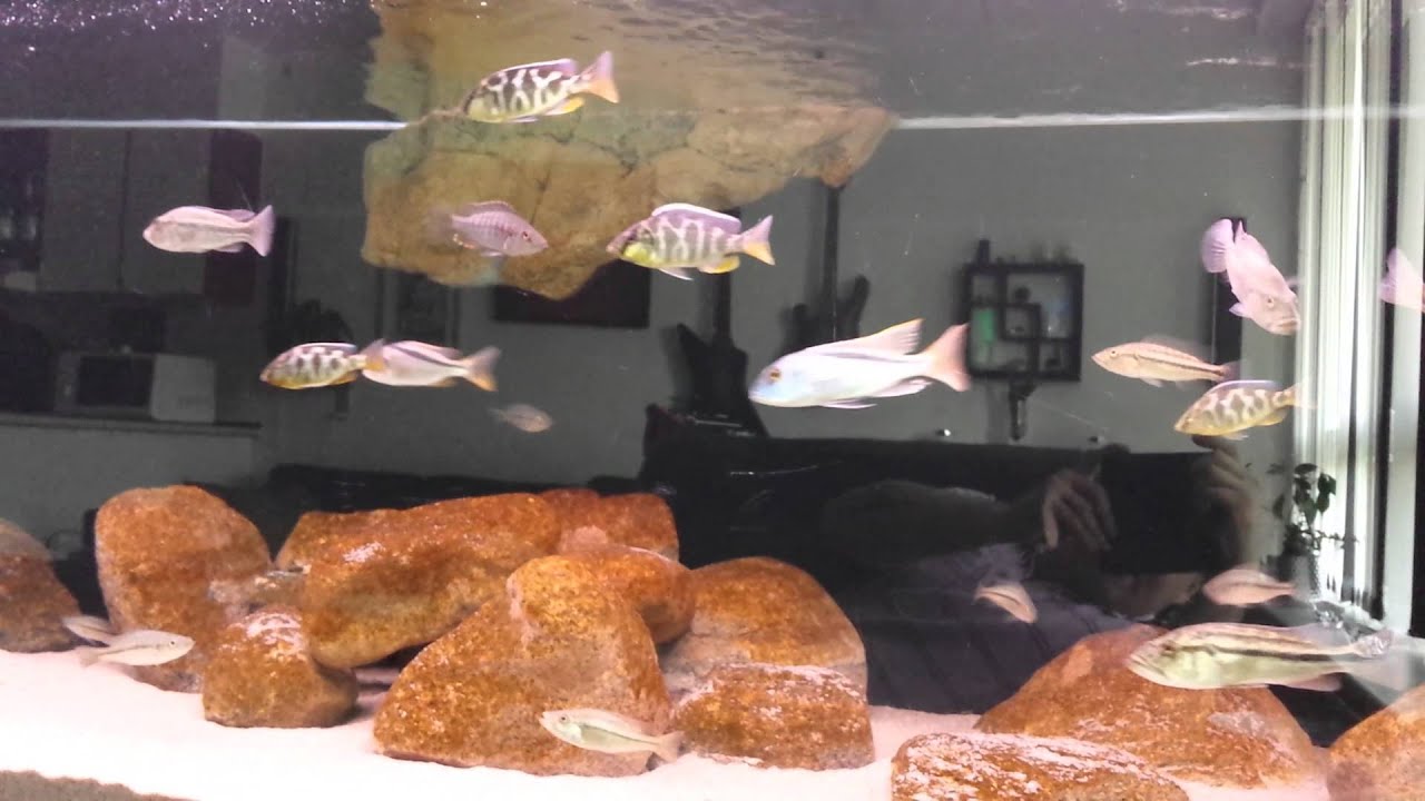 Serranochromis robustus - YouTube