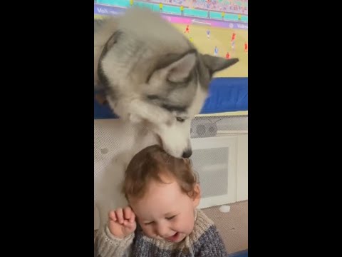 DOG AND BABY FRIENDSHIP (KÖPEK VE BEBEK DOSTLUĞU) FUNNY MOMENTS