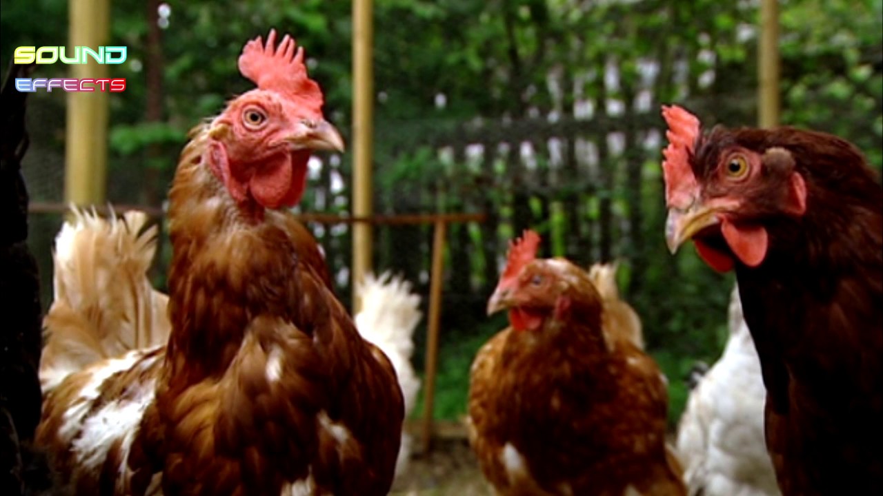 Chicks Sound Effects #11 - YouTube