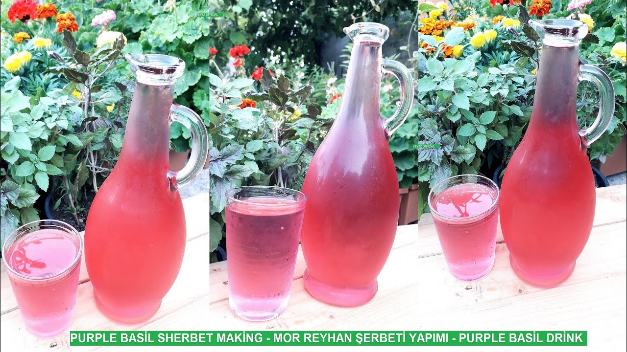 Making Natural Purple Basil Tea Sherbet - Purple Basil Plant Drink ...