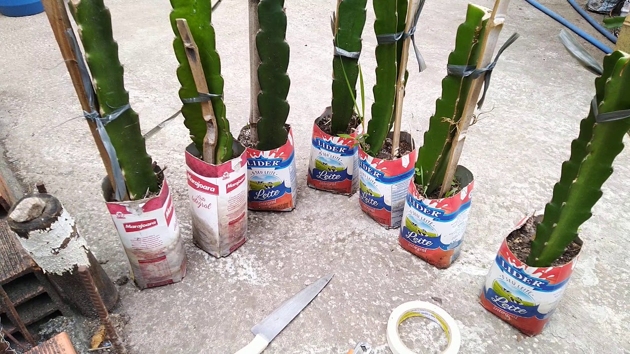 Novas variedades de pitaya - YouTube