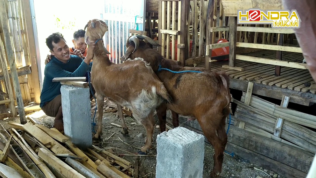 JASA KAWIN MANUAL CROS KAMBING BUR - YouTube