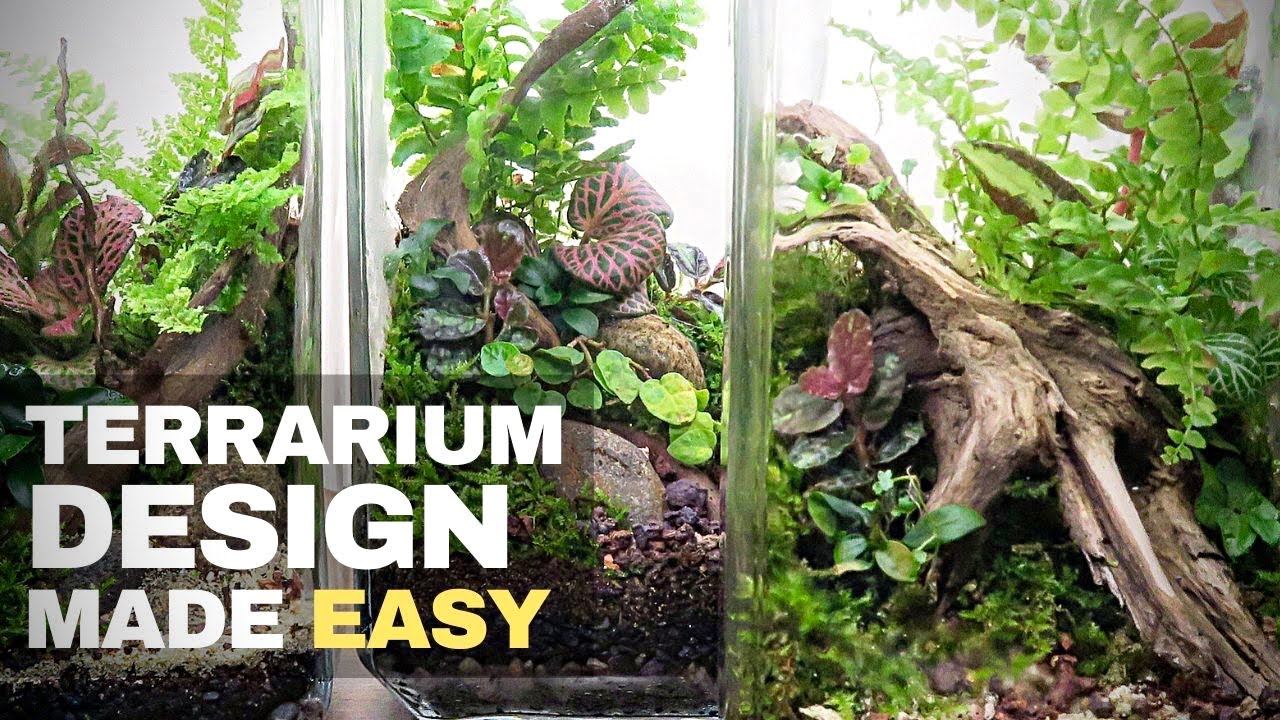 Terrarium design made easy (with these 7 tips) - YouTube