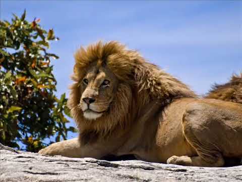 Lion sound effects - YouTube