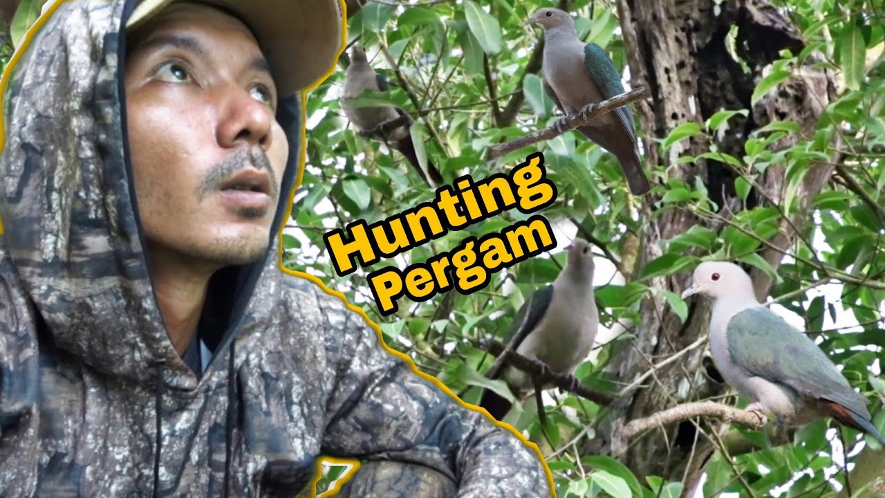Berburu pergam pohon beringin..!!! - YouTube
