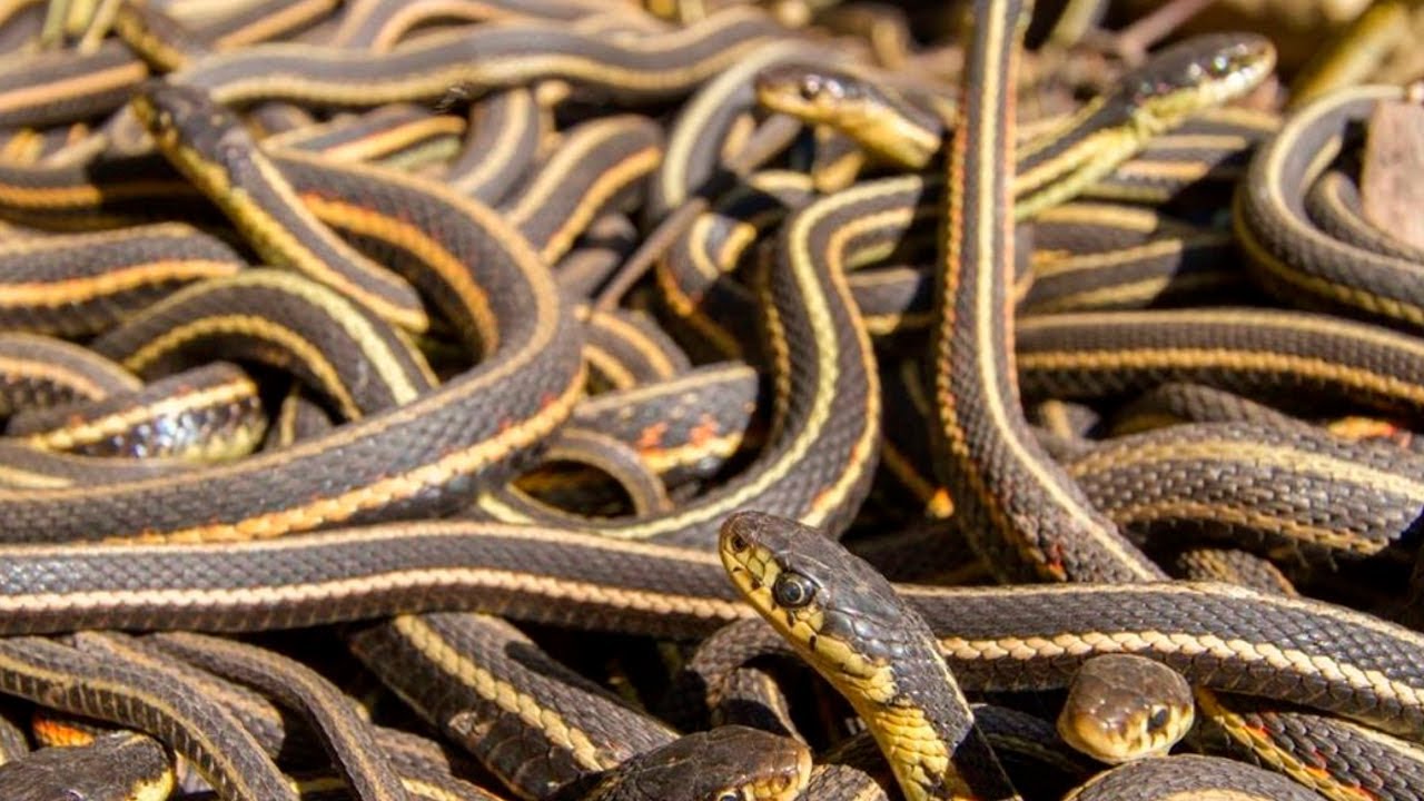 ENTRE SERPIENTES INOFENSIVAS Y ATRACADORES VENENOSOS - Crónica del ...