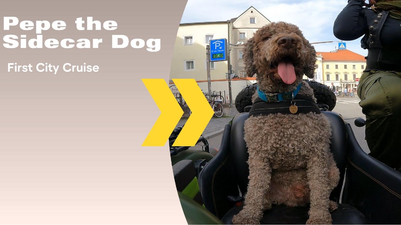 First Ride with Pepe the Sidecar Dog - YouTube