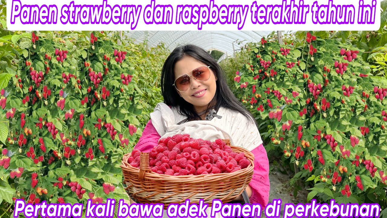 PANEN STRAWBERRY DAN RASPBERRY TERAKHIR TAHUN INI || PERTAMA KALI BAWA ...
