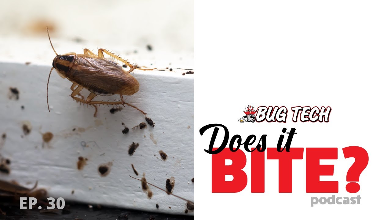 Tiny Titans: Battling German Cockroaches in Your Home - Does It Bite ...
