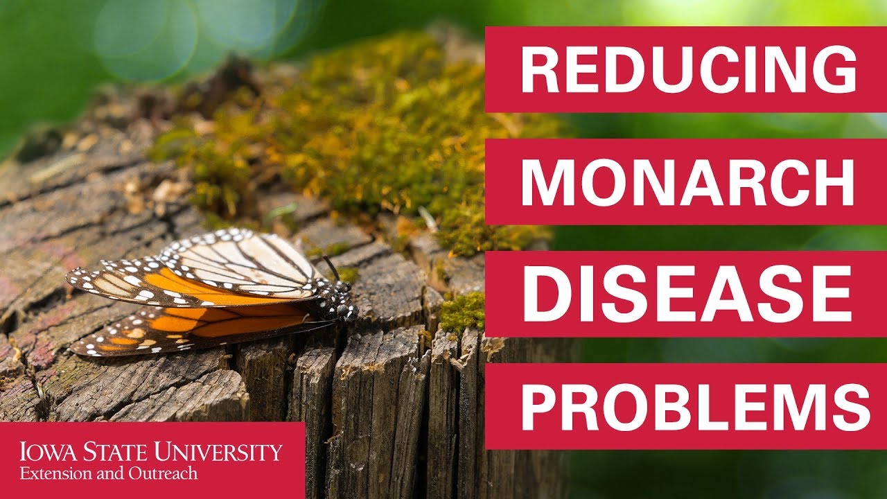 How to Reduce Monarch Disease Problems - YouTube