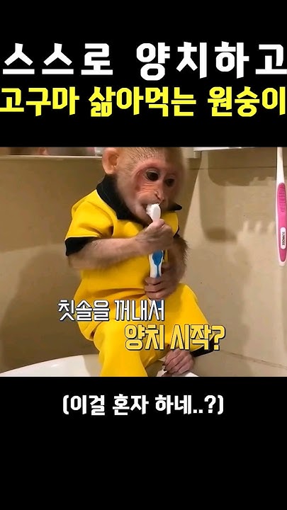 스스로 양치하고 고구마 삶아먹는 원숭이 유머 유머영상 Shorts 원숭이 Youtube