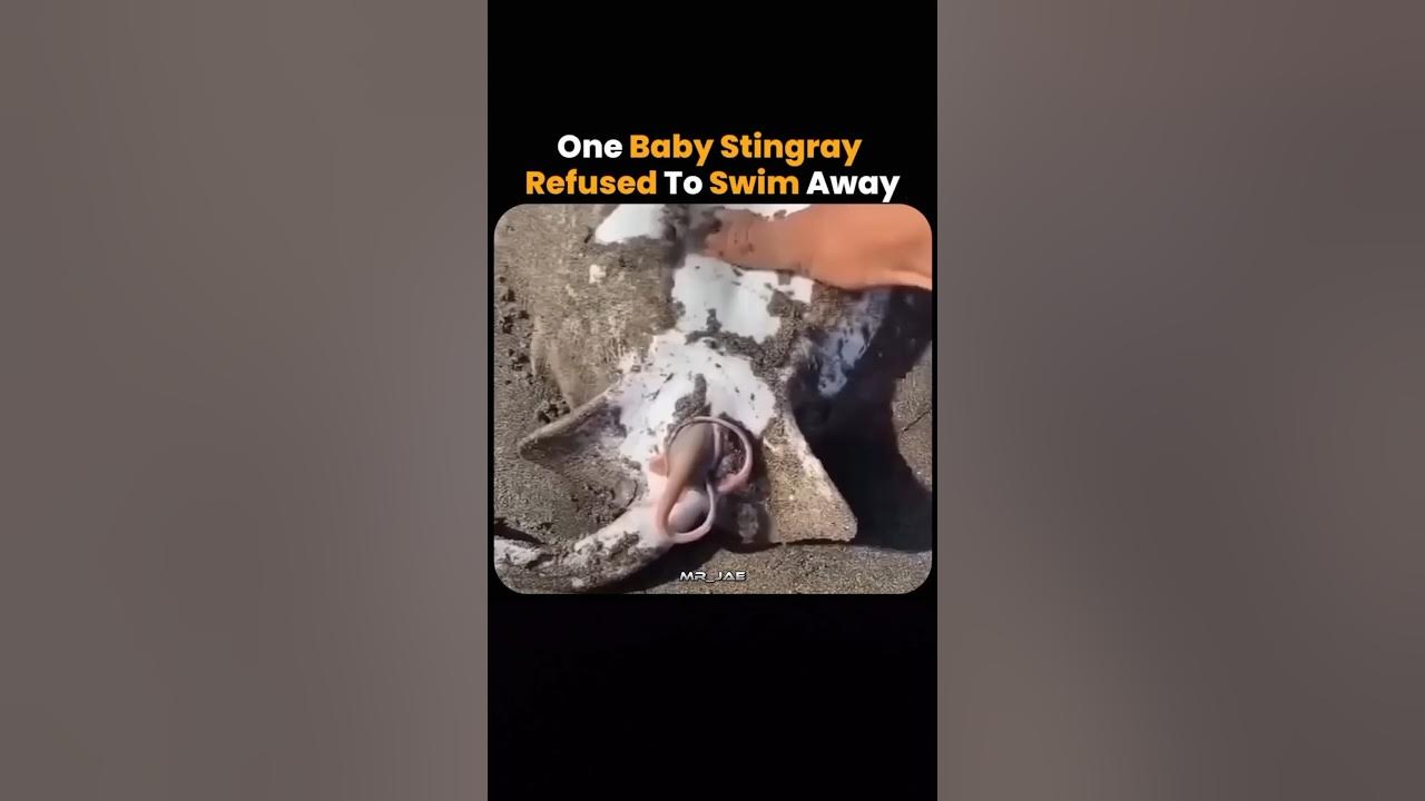 The stingray followed him home stayed near and started dancing #shorts - YouTube