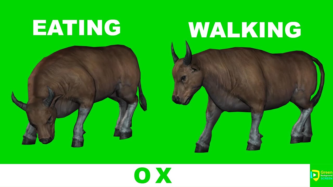 Ox Green Screen | Bullock Green Screen | Green BackGround Screen - YouTube
