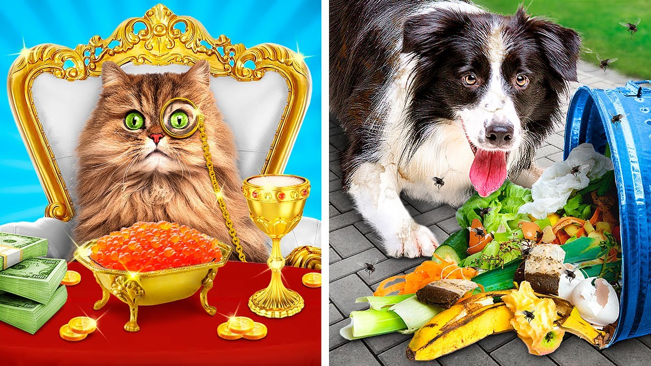 Poor Cat VS Rich Dog || We Built Building Giga Rich VS Broke Secret ...