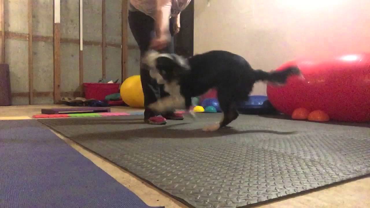 Agility Foundations: proofing flatwork - YouTube