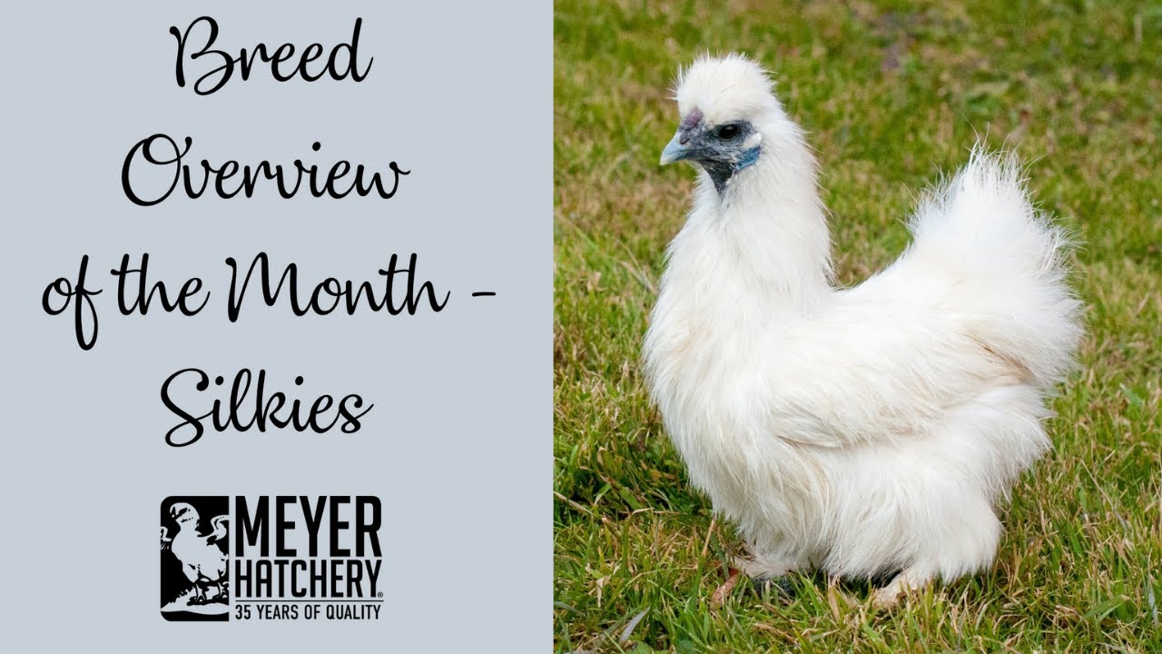 Breed Overview of the Month - Silkies - YouTube