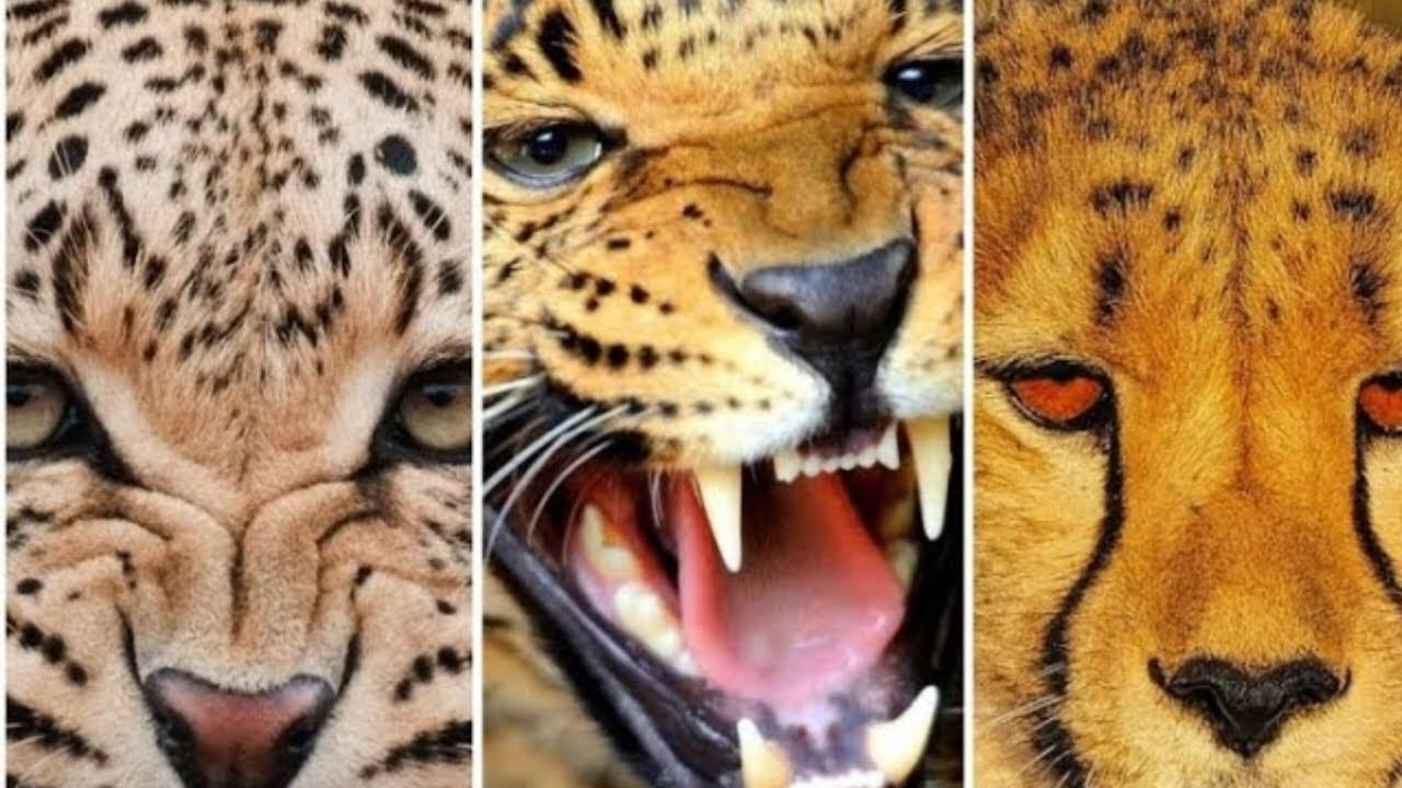 Different between leopard, jaguar and cheetah | leopard || jaguar ...