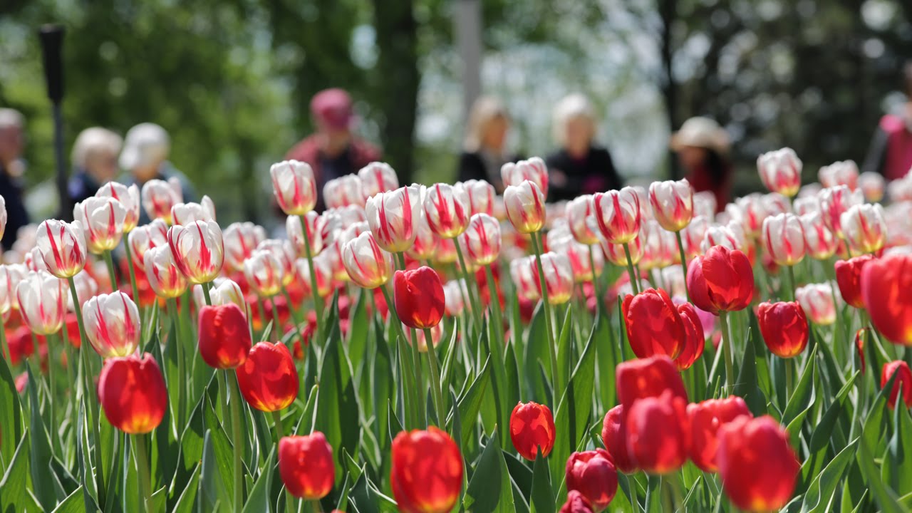 Things to do in Ottawa this Spring / À voir et à faire ce printemps à ...